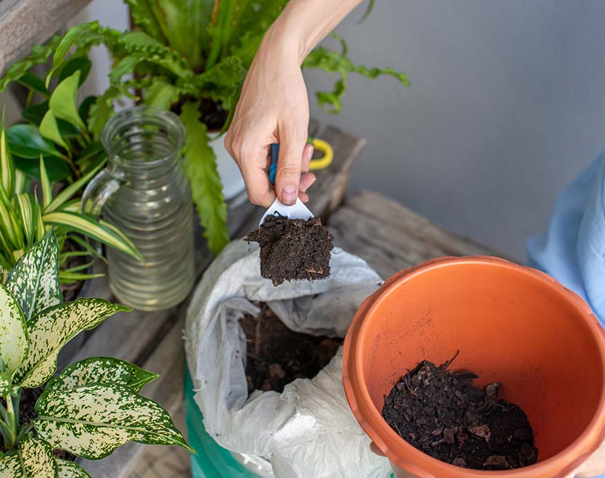 Jardín Interior | Inicio