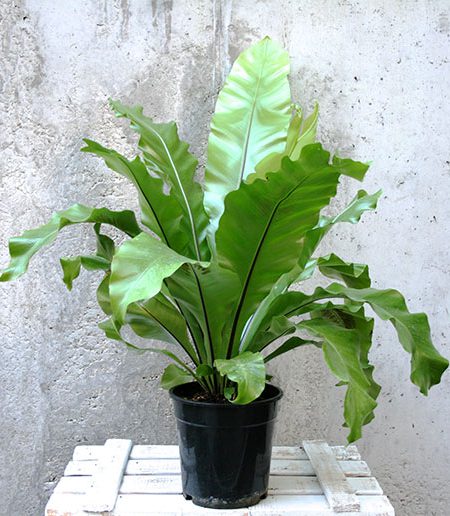 Jardín Interior | Inicio